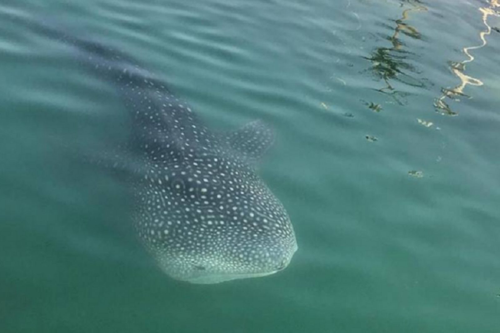 Lost Whale Shark ' Al Bahiyah ' Was Returned To The Arabian Gulf