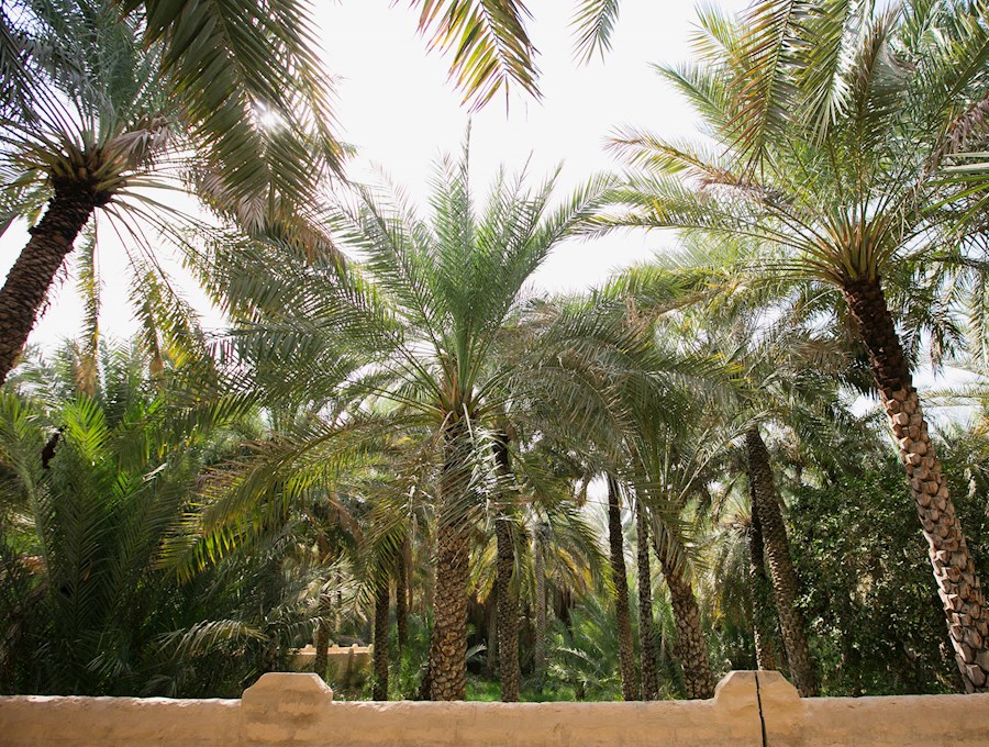 Artificial Intelligence Utilized To Monitor Health Of Palm Trees In Al Ain