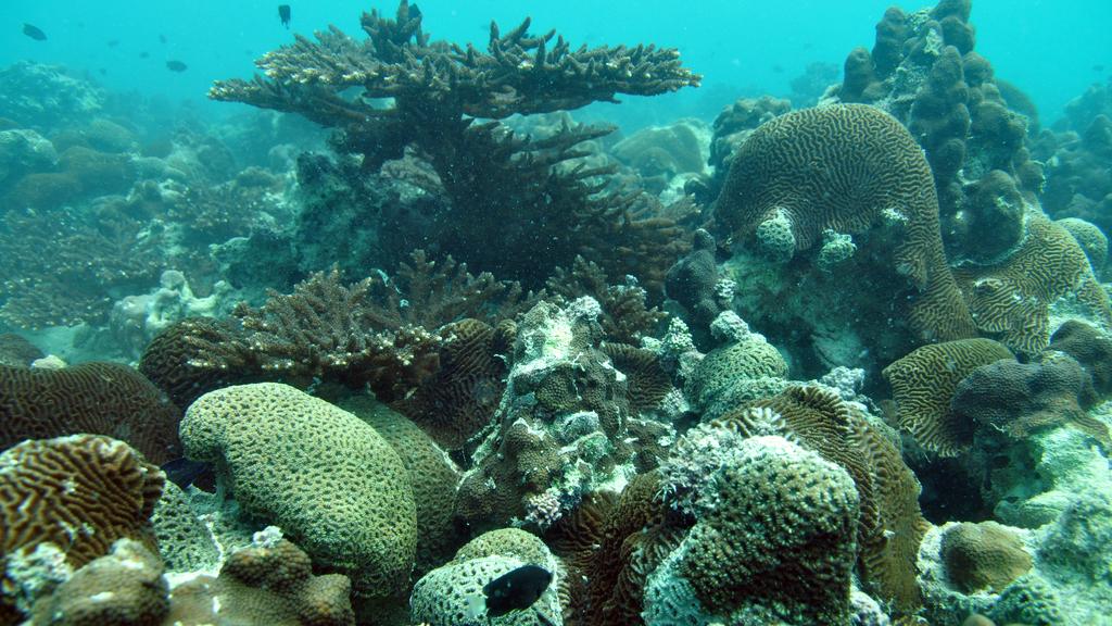 Will this be the largest project to increase coral reefs?