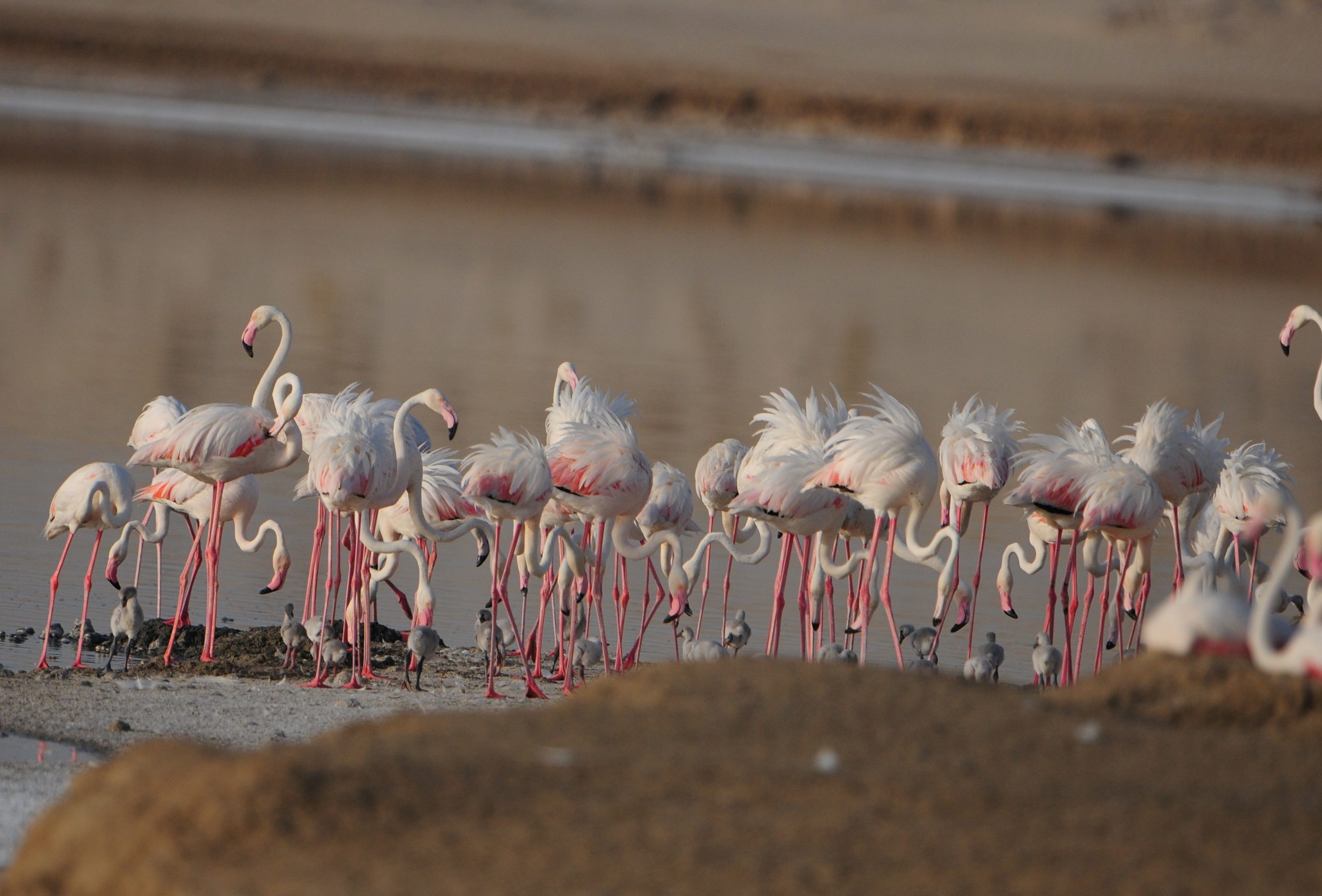 World's waterbird population goes digital with Environment Agency Abu Dhabi