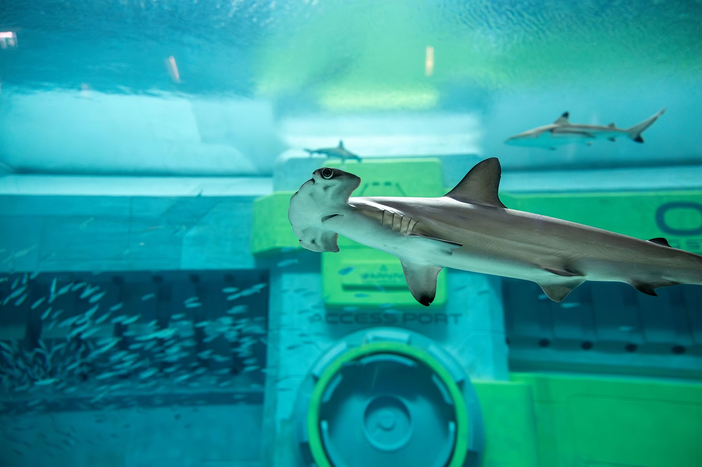 Discover the Magic of Sharks at SeaWorld® Yas Island