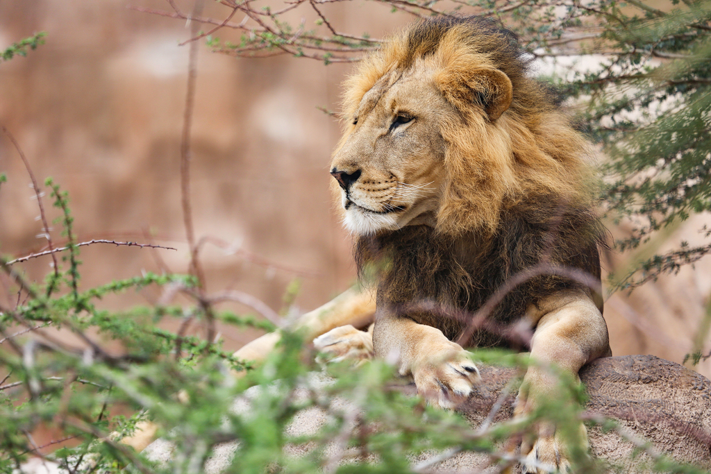 Al Ain Zoo Observes World Lion Day to Raise Awareness for African Lions