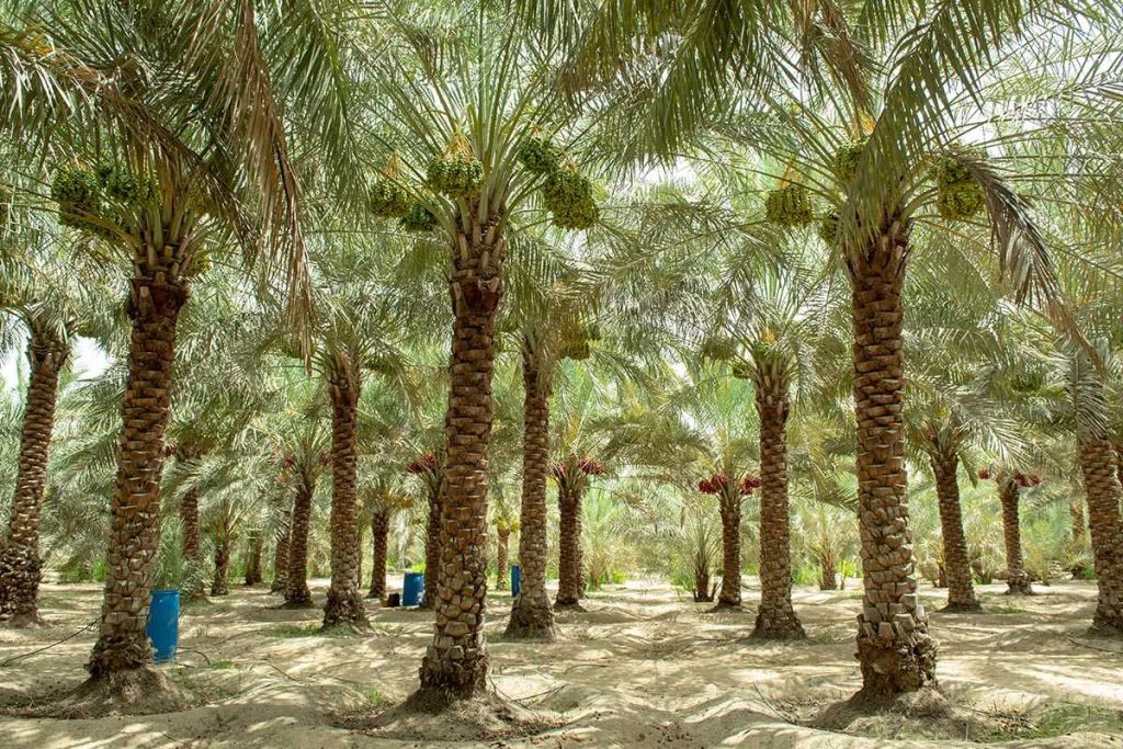 ADAFSA Elevates Date Palm Cultivation in Abu Dhabi - Abu Dhabi Talking