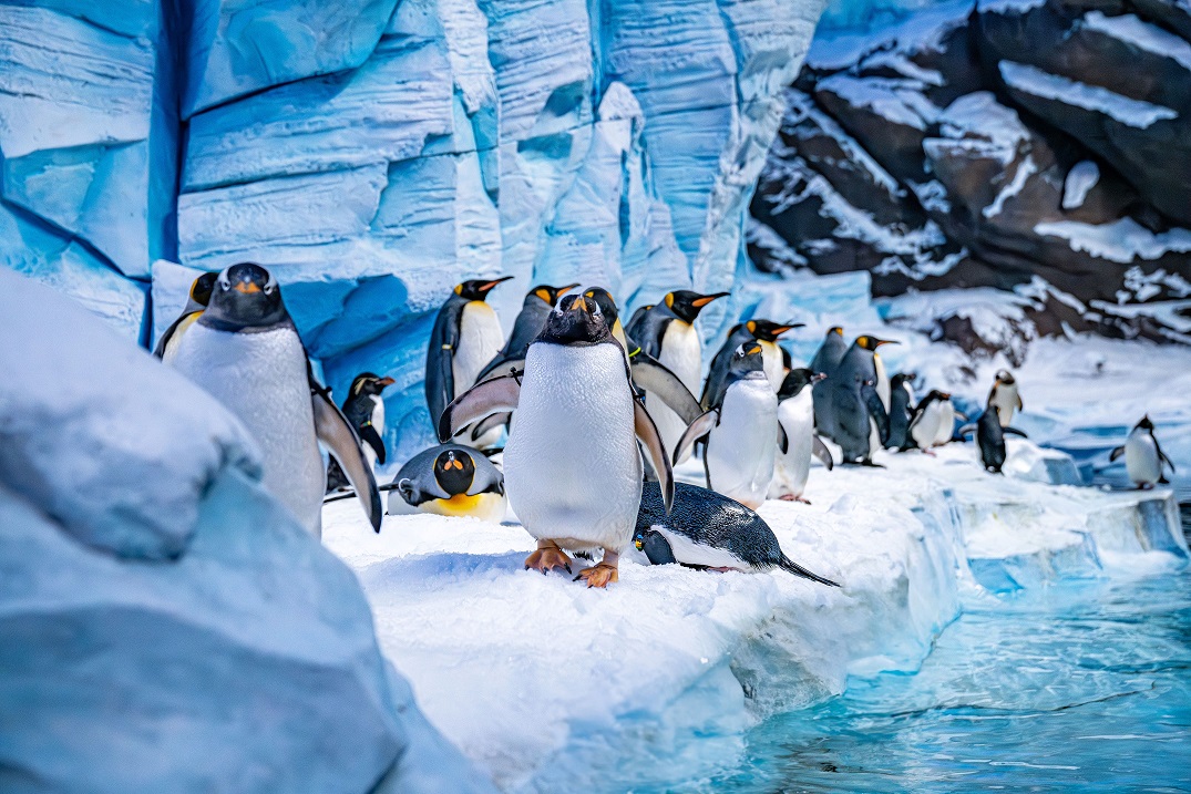 SeaWorld® Abu Dhabi Welcomes Guests to an Icy Adventure