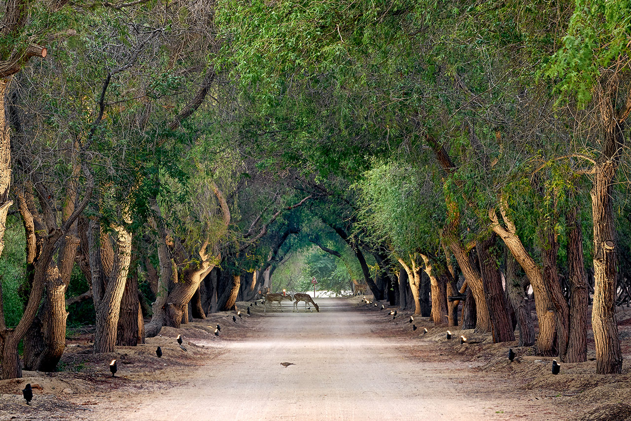 Al Jurf Gardens: Discover the Hidden Gem of Abu Dhabi