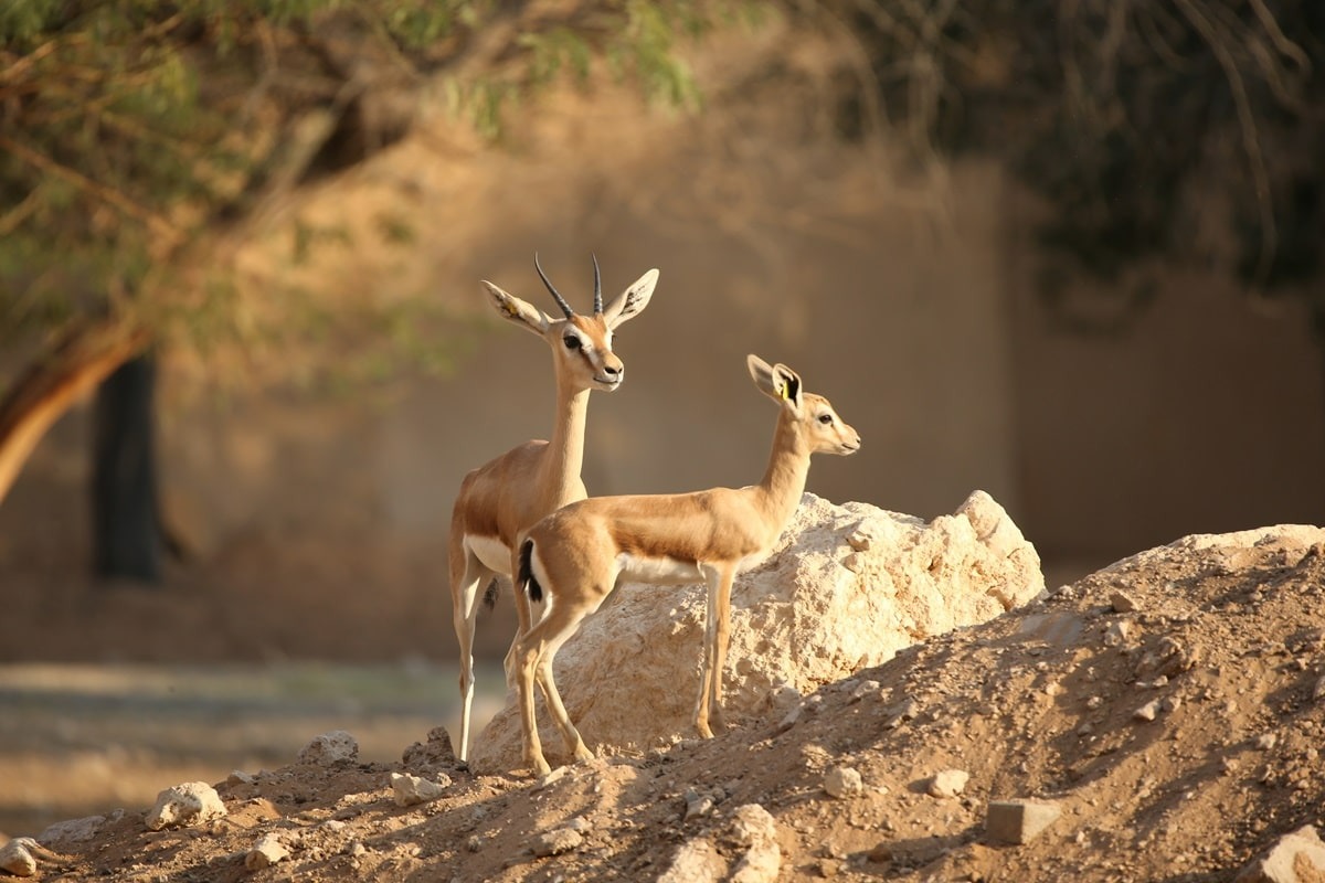 UAE Safeguards Biodiversity with 9 Key Conservation Areas