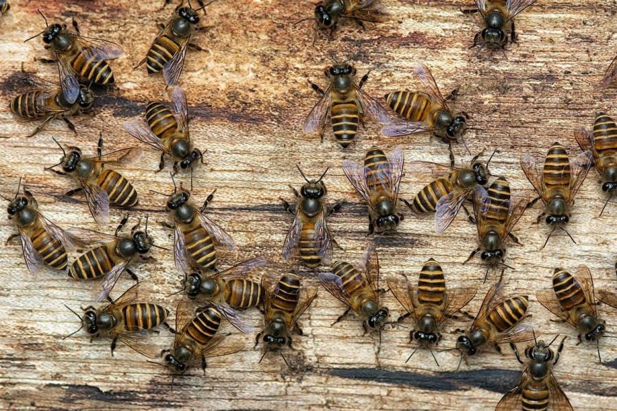 Join the ultimate beekeeping course in Abu Dhabi: Become a certified ...